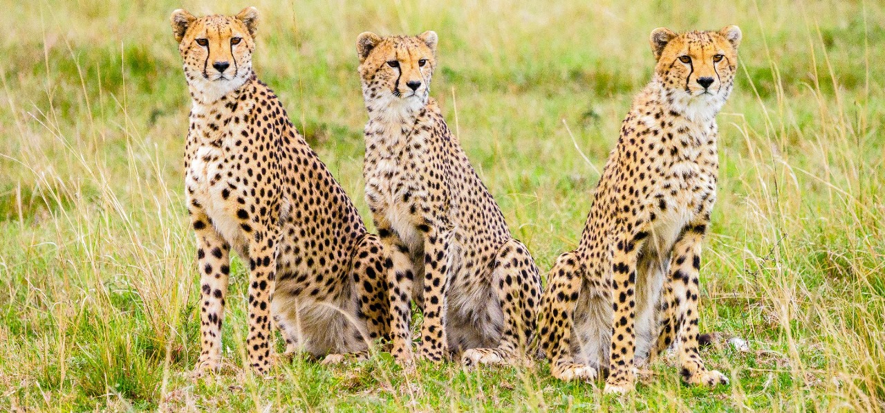 Afritrends Safaris Reputable Tour Company With Operations In East Africa